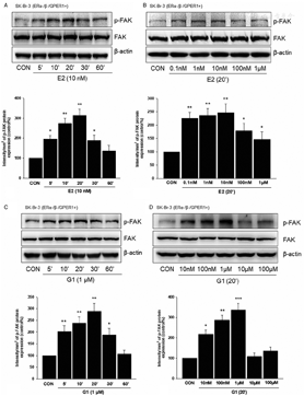 GPER1 promotes estrogen receptor negative breast cancer cell migration ...