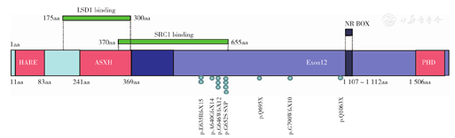 骨髓增生异常综合征ASXL1基因突变的研究 - 白血病·淋巴瘤