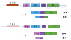 CDKN2A基因在黑色素瘤中的研究现状 - 中华病理学杂志