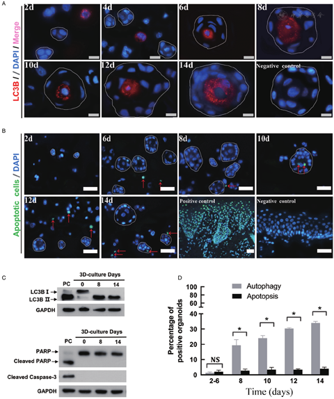 Autophagy, not apoptosis, plays a role in lumen formation of eccrine ...