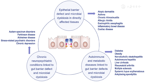 Involvement and therapeutic implications of airway epithelial barrier ...