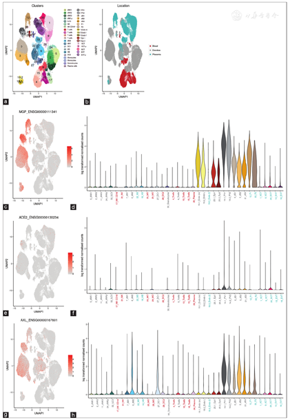 Single-Cell RNA Expression Profiling of ACE2 and AXL in the Human ...
