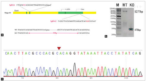 Mageb4, a Testis-Specific Gene, is Dispensable for Mouse ...