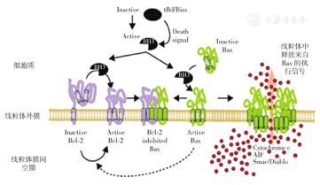 Bax蛋白结构及相关共晶结构研究进展 - 国际生物医学工程杂志