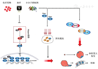 YAP蛋白在肿瘤治疗耐药中作用研究进展 - 国际生物医学工程杂志