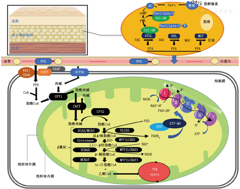 脂肪沉积性肌病 - 中华神经科杂志