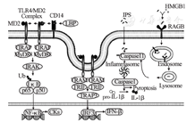 脂多糖在脓毒症中的研究进展 - 中国小儿急救医学