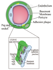 Research advances in pericyte function and their roles in diseases - 中华 ...