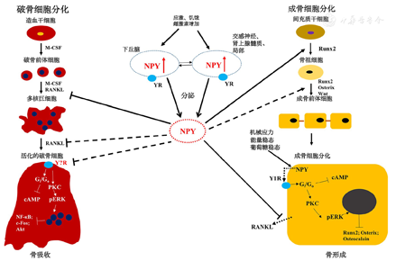 神经肽Y与骨代谢研究进展 - 中华内分泌代谢杂志