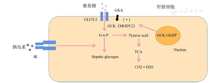 新型降糖药物在三种常见青少年的成年起病型糖尿病亚型上的应用 - 中华内分泌代谢杂志