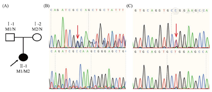 AGPAT2基因复合杂合突变导致全身性脂肪营养不良1型一例并文献复习 - 中华内分泌代谢杂志