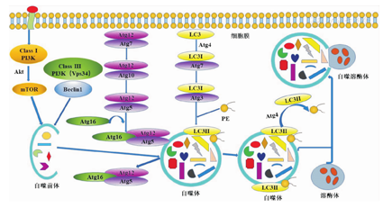 自噬与支气管肺发育不良关系的研究进展与展望 - 中华实用儿科临床杂志