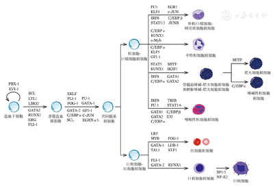 髓系造血分化核心转录因子研究进展 - 中华血液学杂志