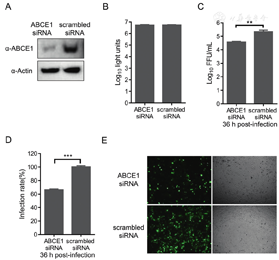 Host protein ABCE1 interacts with the viral phosphoprotein and promotes ...