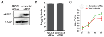 Host protein ABCE1 interacts with the viral phosphoprotein and promotes ...