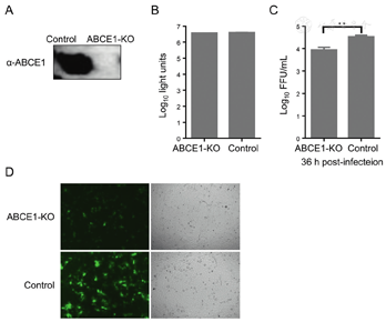 Host protein ABCE1 interacts with the viral phosphoprotein and promotes ...