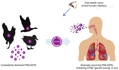 "Genetic tuning" of avian influenza virus host adaptation from birds to ...