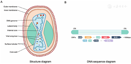 The current emergence of monkeypox: The recurrence of another smallpox?