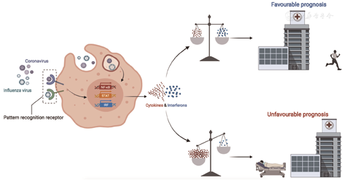Innate Immune Response in Respiratory System: A Double-edged Sword Against Virus Infection