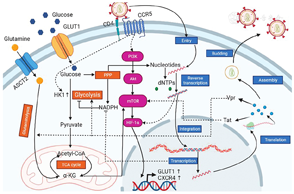 Glucose Metabolism and Human Immunodeficiency Virus Type 1 Infection