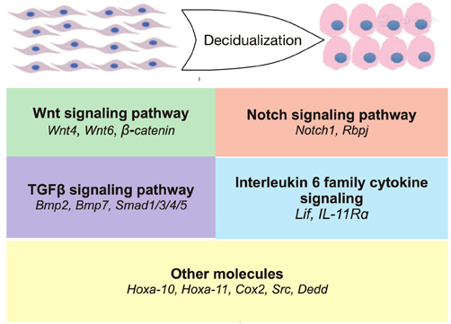 Decidualization and Related Pregnancy Complications