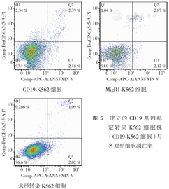 CD19基因过表达K562细胞株及NOD-SCID小鼠皮下移植瘤模型的建立