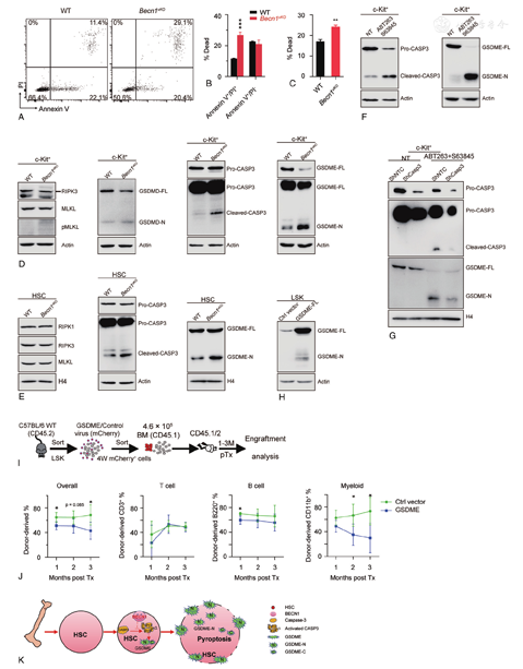 BECN1 modulates hematopoietic stem cells by targeting Caspase-3-GSDME ...
