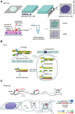 Spatially resolved transcriptomics: advances and applications