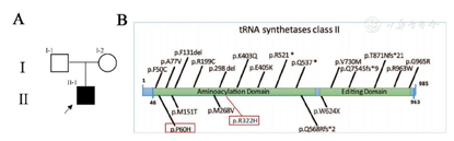 AARS2基因复合杂合突变致常染色体隐性进行性白质脑病1例 - 中国临床案例成果数据库