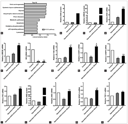 Mechanism of Chronic Stress-induced Reduced Atherosclerotic Medial Area ...