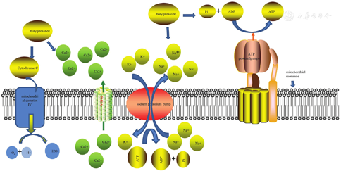 Application and prospects of butylphthalide for the treatment of ...