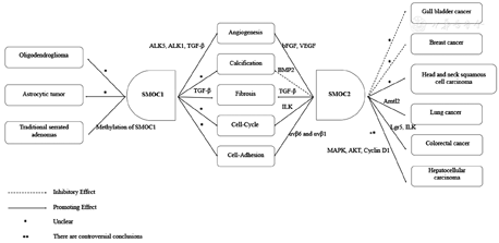 Secreted modular calcium-binding proteins in pathophysiological ...