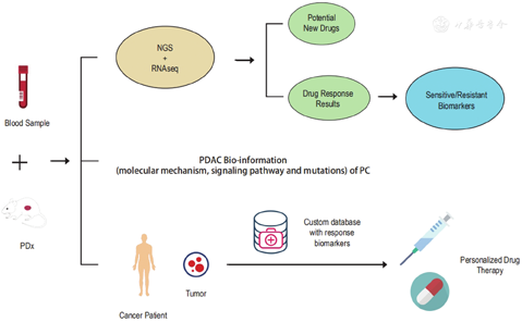Generation and application of patient-derived xenograft models in ...