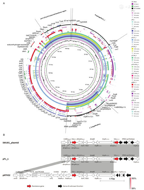 Genetic factors related to the widespread dissemination of ST11 ...