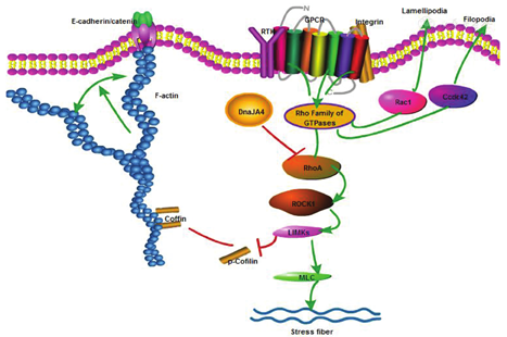 DnaJA4 is involved in responses to hyperthermia by regulating the ...
