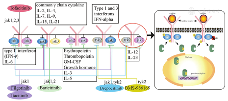Advances in small molecule inhibitors for treatment of psoriasis