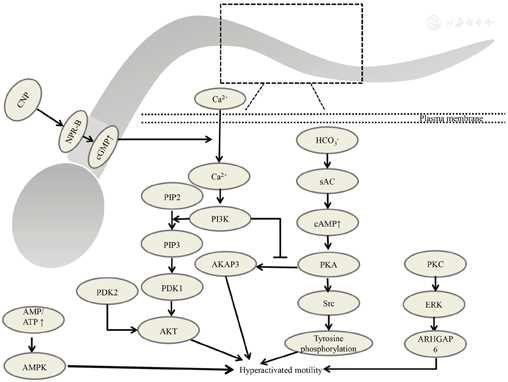 Protein kinases regulate hyperactivated motility of human sperm