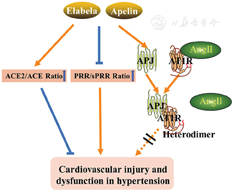 Targeting the elabela/apelin-apelin receptor axis as a novel ...
