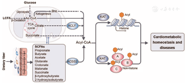 Acylations in cardiovascular diseases: advances and perspectives