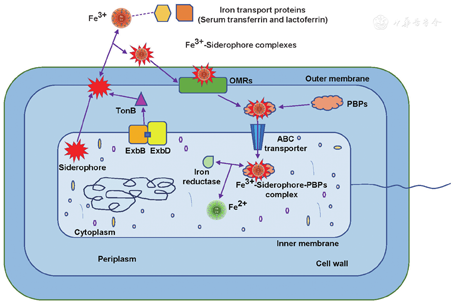 A zero-sum game or an interactive frame? Iron competition between ...