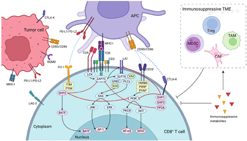 Treatments for resectable esophageal cancer: from traditional systemic ...