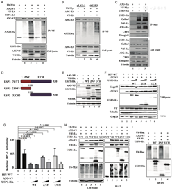 Deubiquitinase ubiquitin-specific protease 3 (USP3) inhibits HIV-1 ...