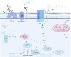 Regulation of mammalian target of rapamycin on ferroptosis: from ...