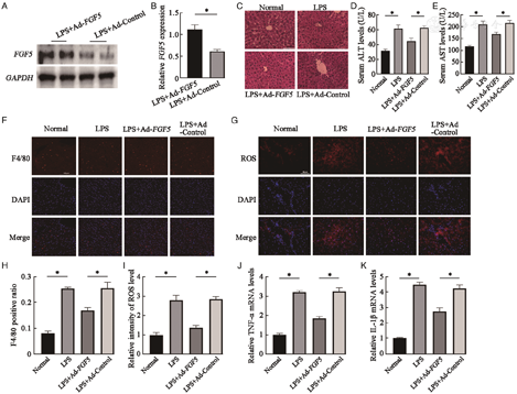 Fibroblast growth factor 5 overexpression ameliorated lipopolysaccharide-induced apoptosis of ...