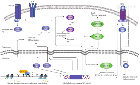 Methyl CpG binding domain protein 2 (MBD2) in inflammation
