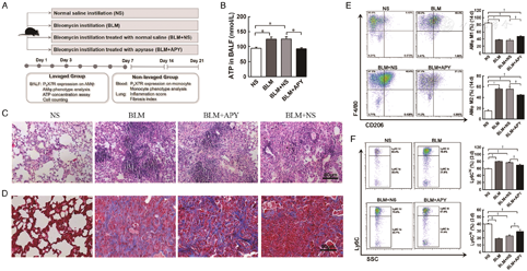 Effect of extracellular adenosine triphosphate hydrolysis by apyrase on ...