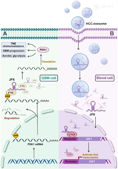 Emerging role of long non-coding RNA JPX in malignant processes and ...