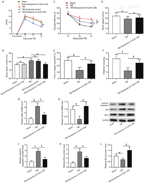 Astrocyte-derived exosome-transported GJA1-20k attenuates traumatic ...