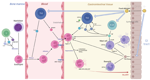 Eosinophilic gastroenteritis: Pathogenesis, diagnosis, and treatment ...