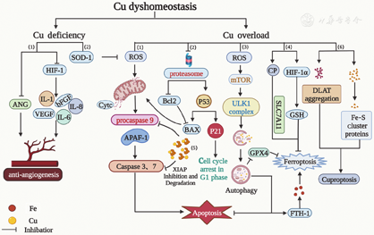 Copper homeostasis dysregulation promoting cell damage and the ...